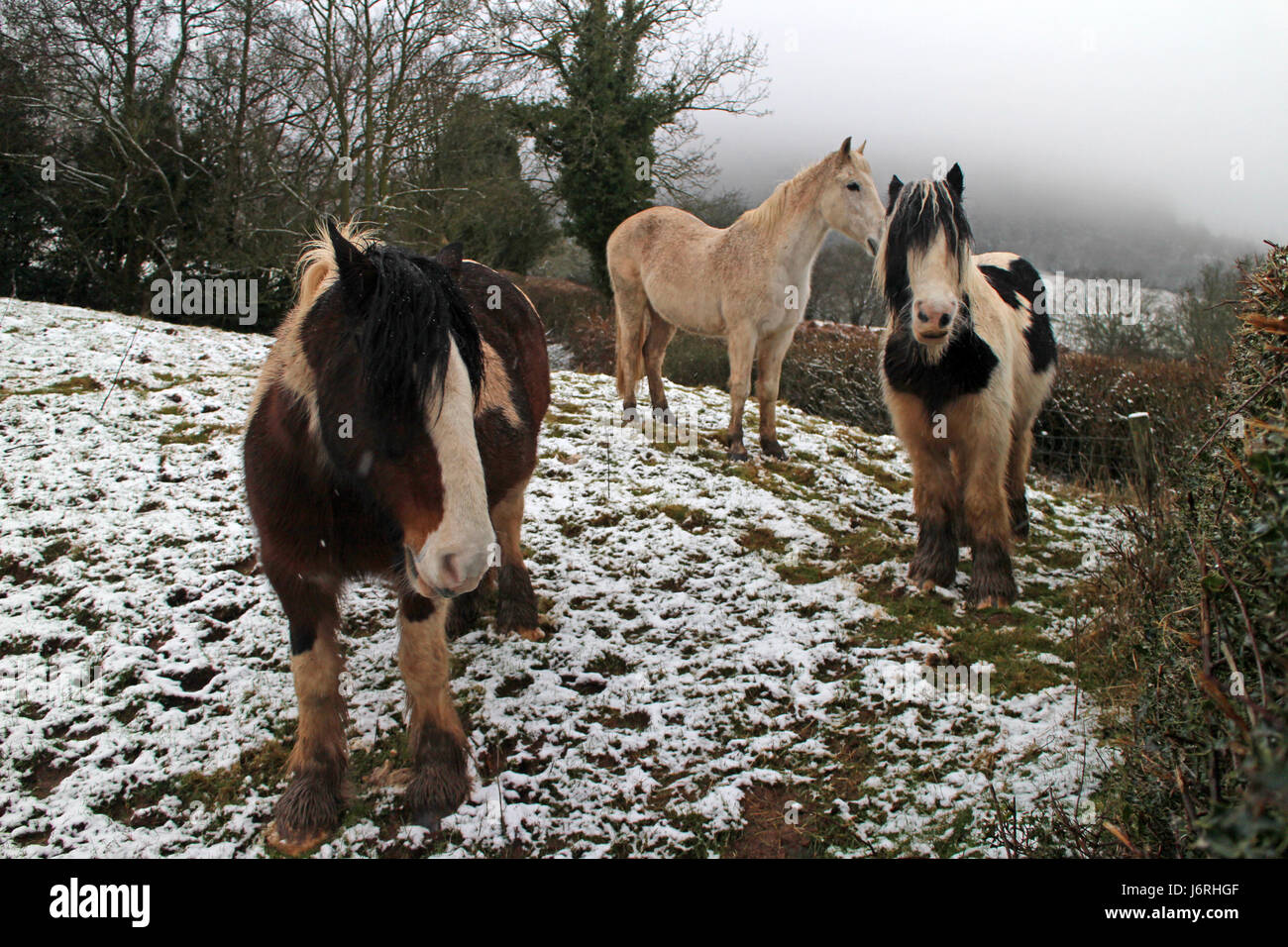 Group Of Shire Horses High Resolution Stock Photography and Images - Alamy