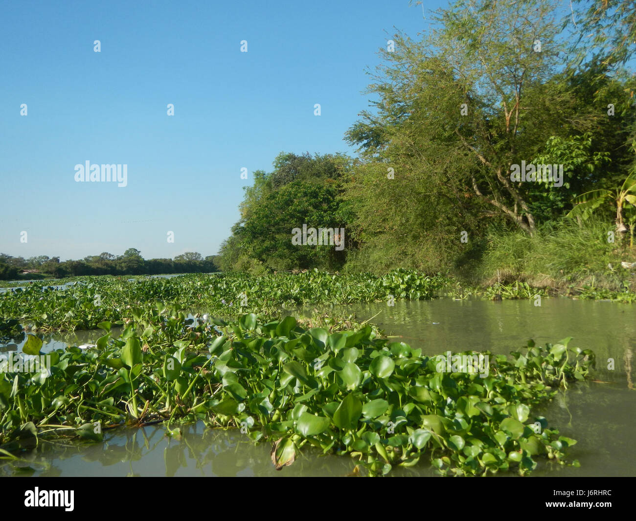 The image showcases the river districts of Candelaria Delta in Macabebe ...