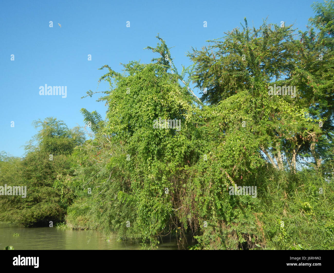 Pampanga delta hi-res stock photography and images - Alamy