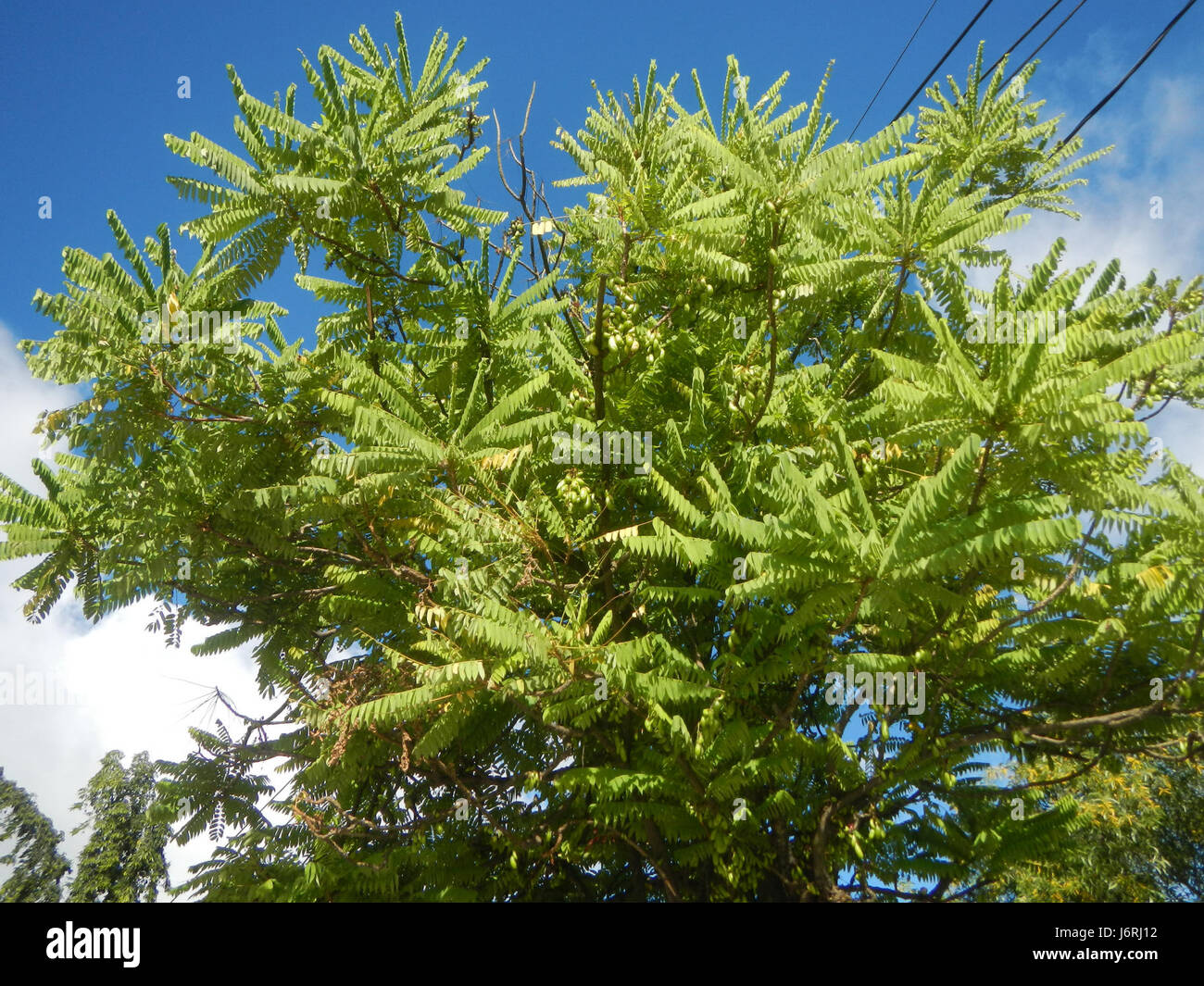 This image depicts a rural area in Bustos, Bulacan, Philippines ...