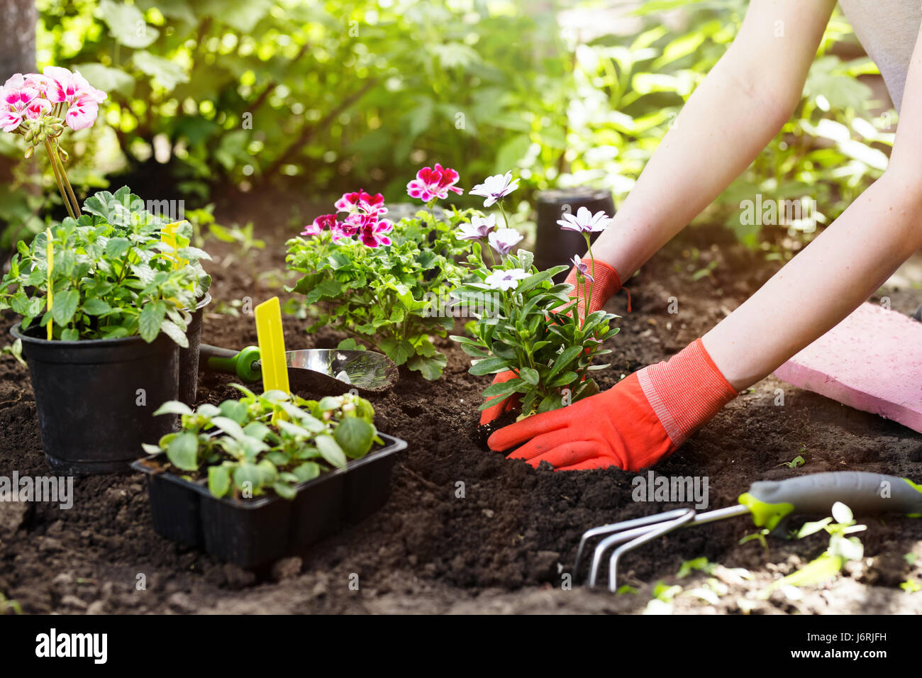 Gardener planting flowers in the garden, close up photo Stock Photo - Alamy