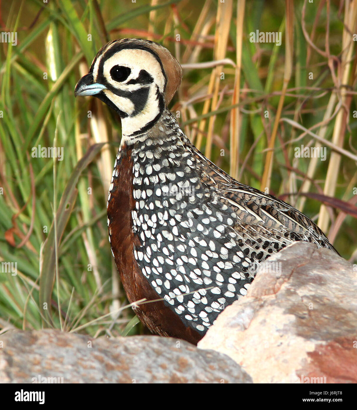 The Montezuma quail, observed on August 20, 2014, in the Circulo ...