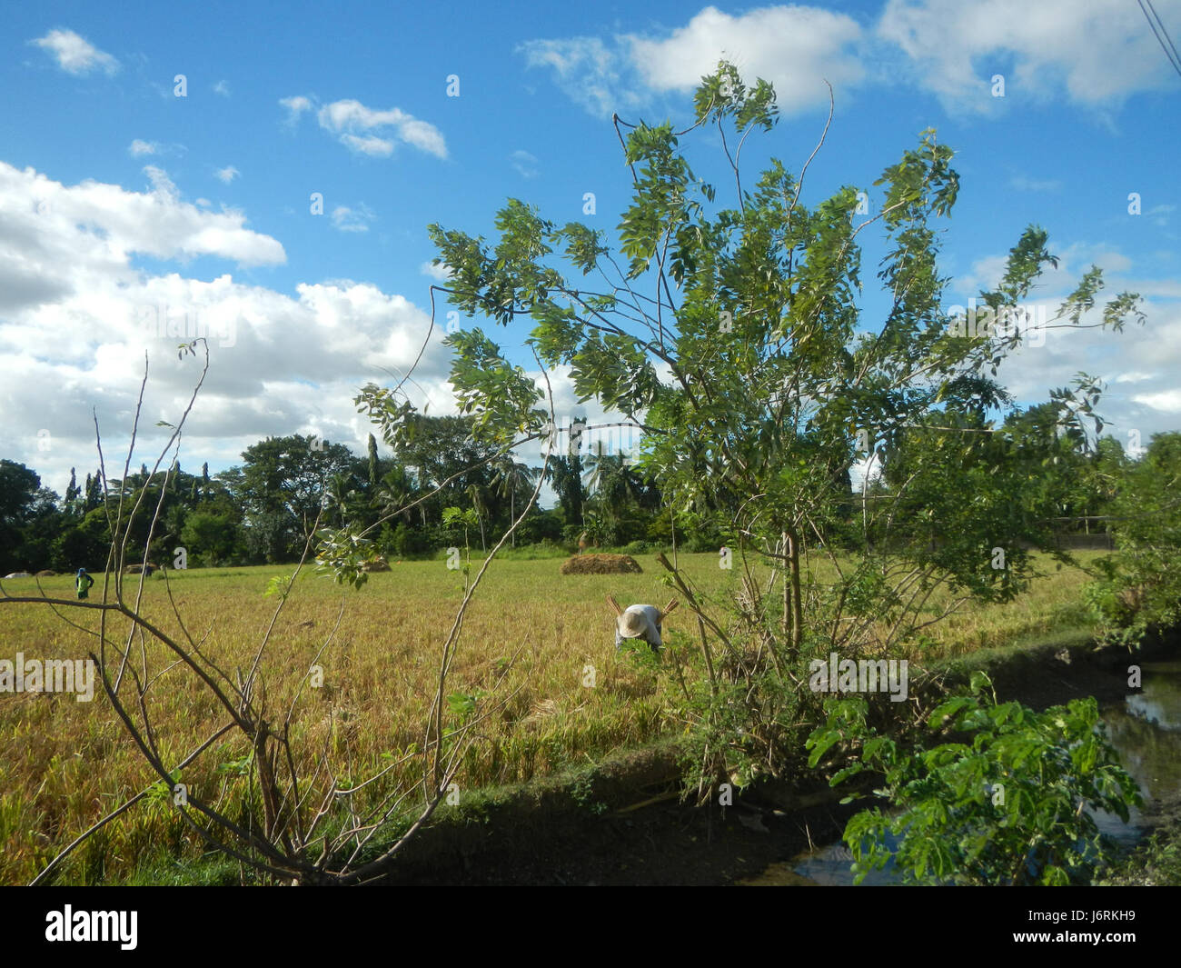This image represents the agricultural landscape of Talampas, Bustos ...