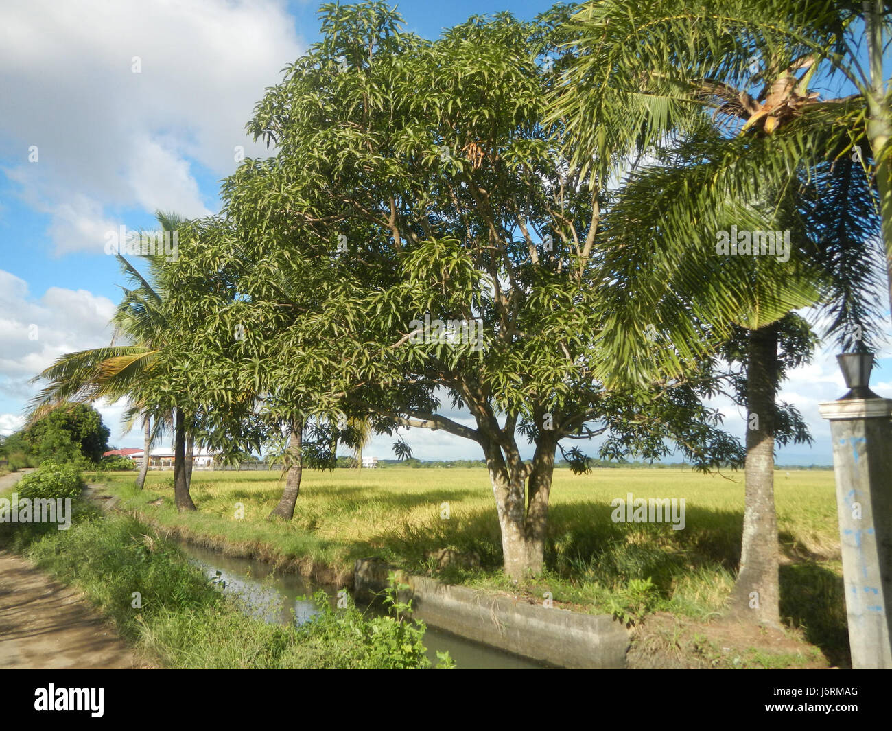 This scene captures the agricultural environment of Talampas, Bustos ...