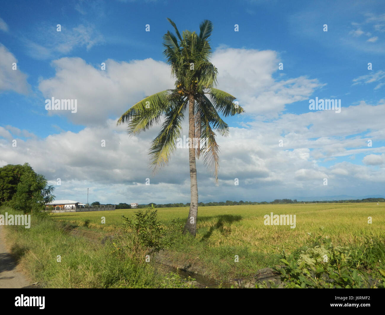 This image shows the agricultural landscape of Talampas in Bustos ...