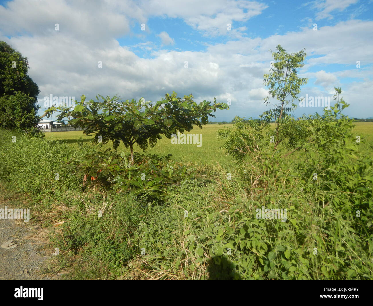 A view of agricultural land in Talampas, Bustos, Bulacan, showing paddy ...