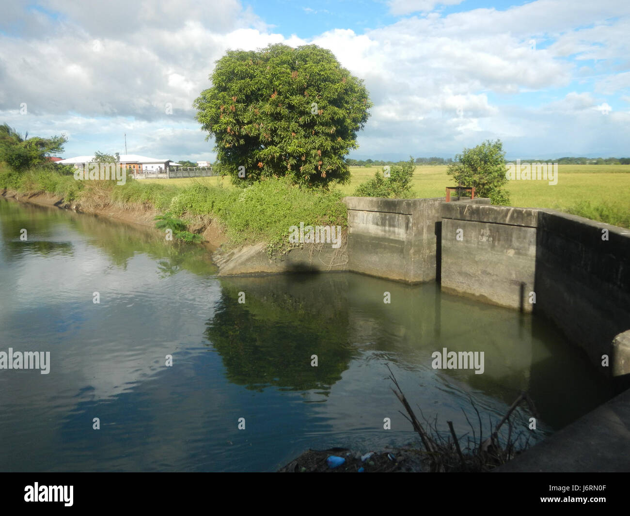 The Paddy fields in Talampas, Bustos, Bulacan, are cultivated areas for ...