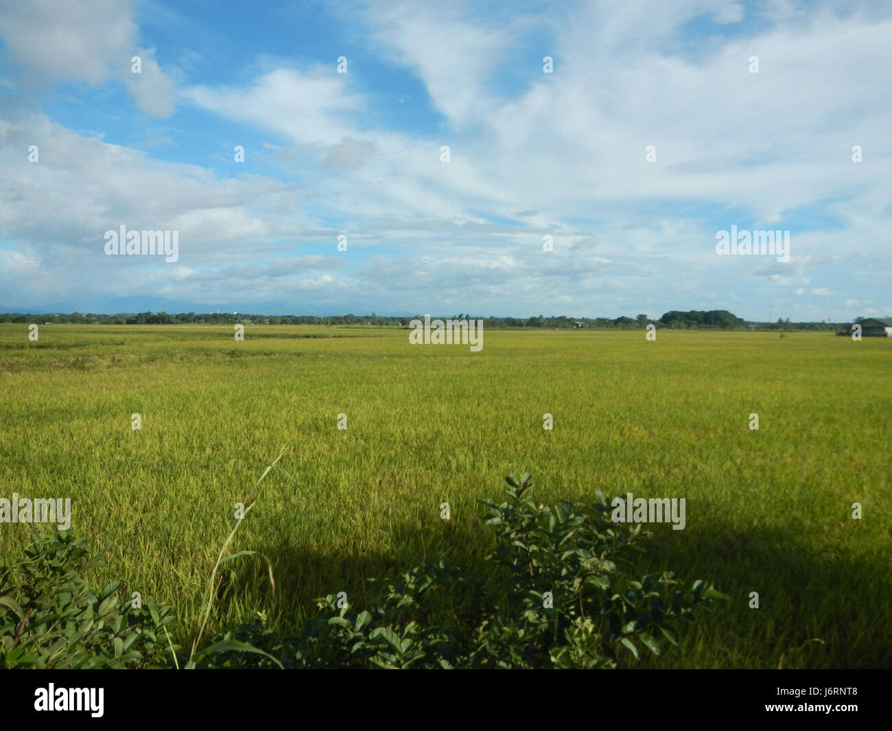 A photograph of paddy fields, trees, and irrigation canals along Farm ...