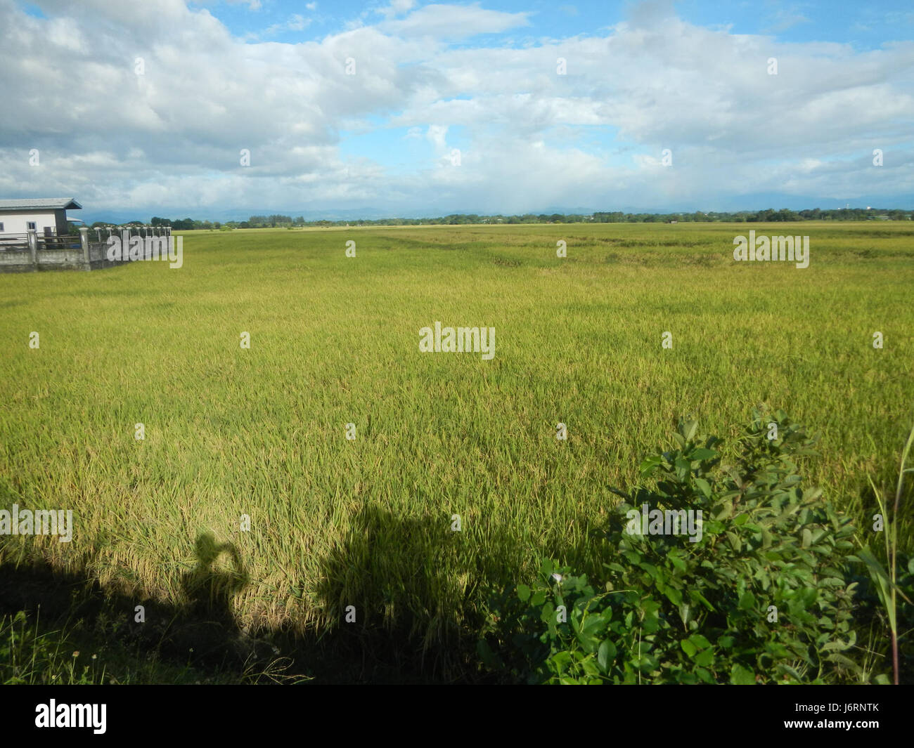 This image shows the paddy fields and irrigation canals along the Farm ...