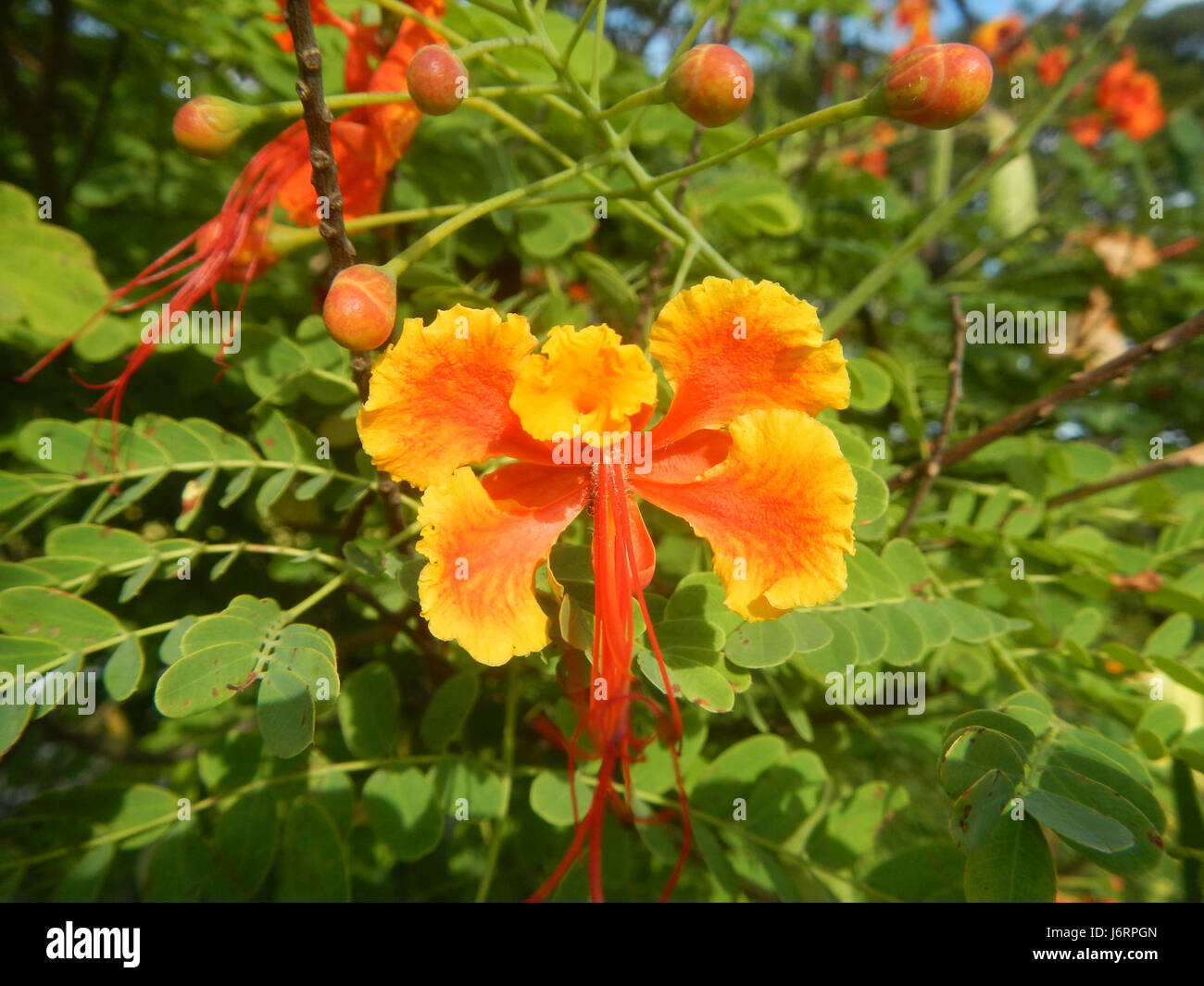 08988 Orange flowers in the Philippines 03 Stock Photo - Alamy