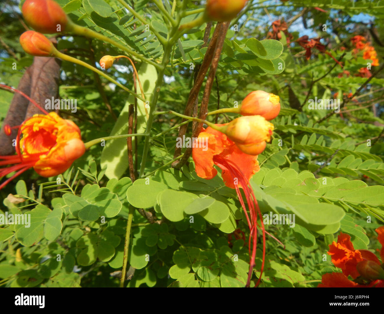 Flowers in the philippines hi-res stock photography and images - Alamy