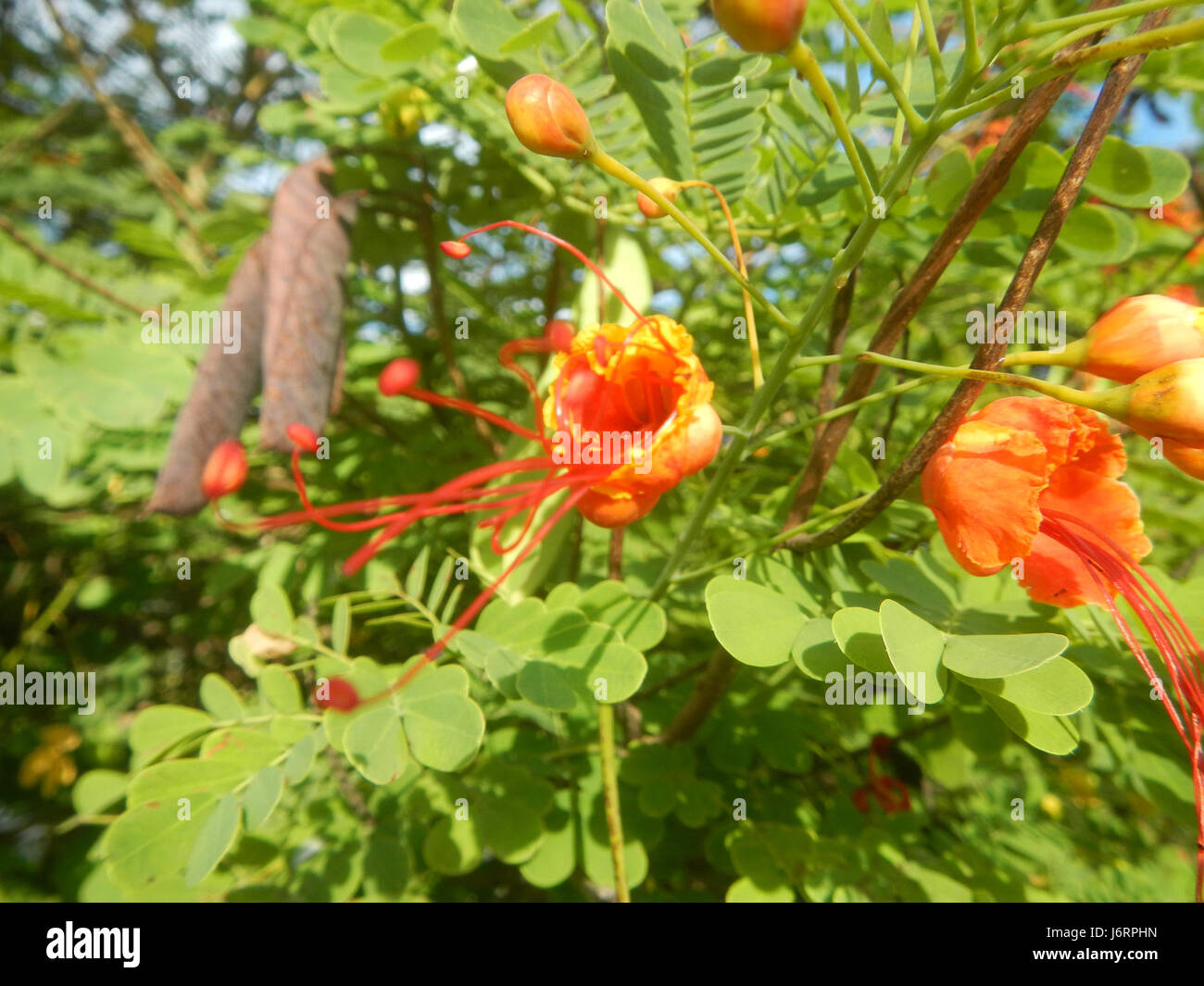 08988 Orange flowers in the Philippines 05 Stock Photo - Alamy