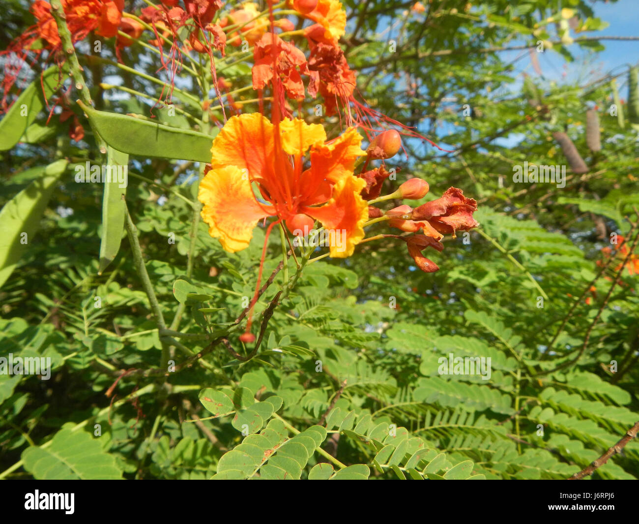 08988 Orange flowers in the Philippines 06 Stock Photo - Alamy