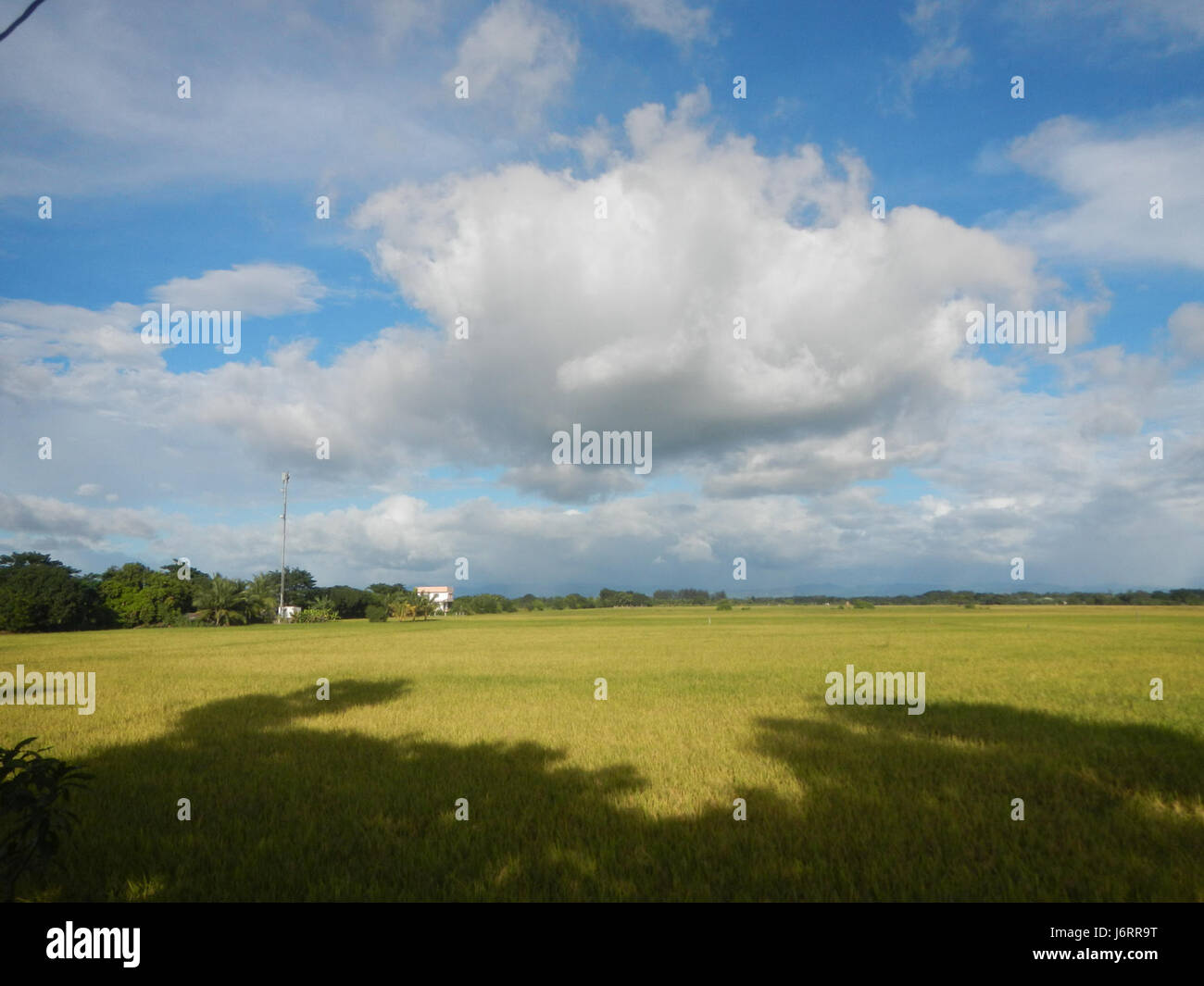 A rural agricultural scene in Talampas, Bustos, Bulacan, showing paddy ...