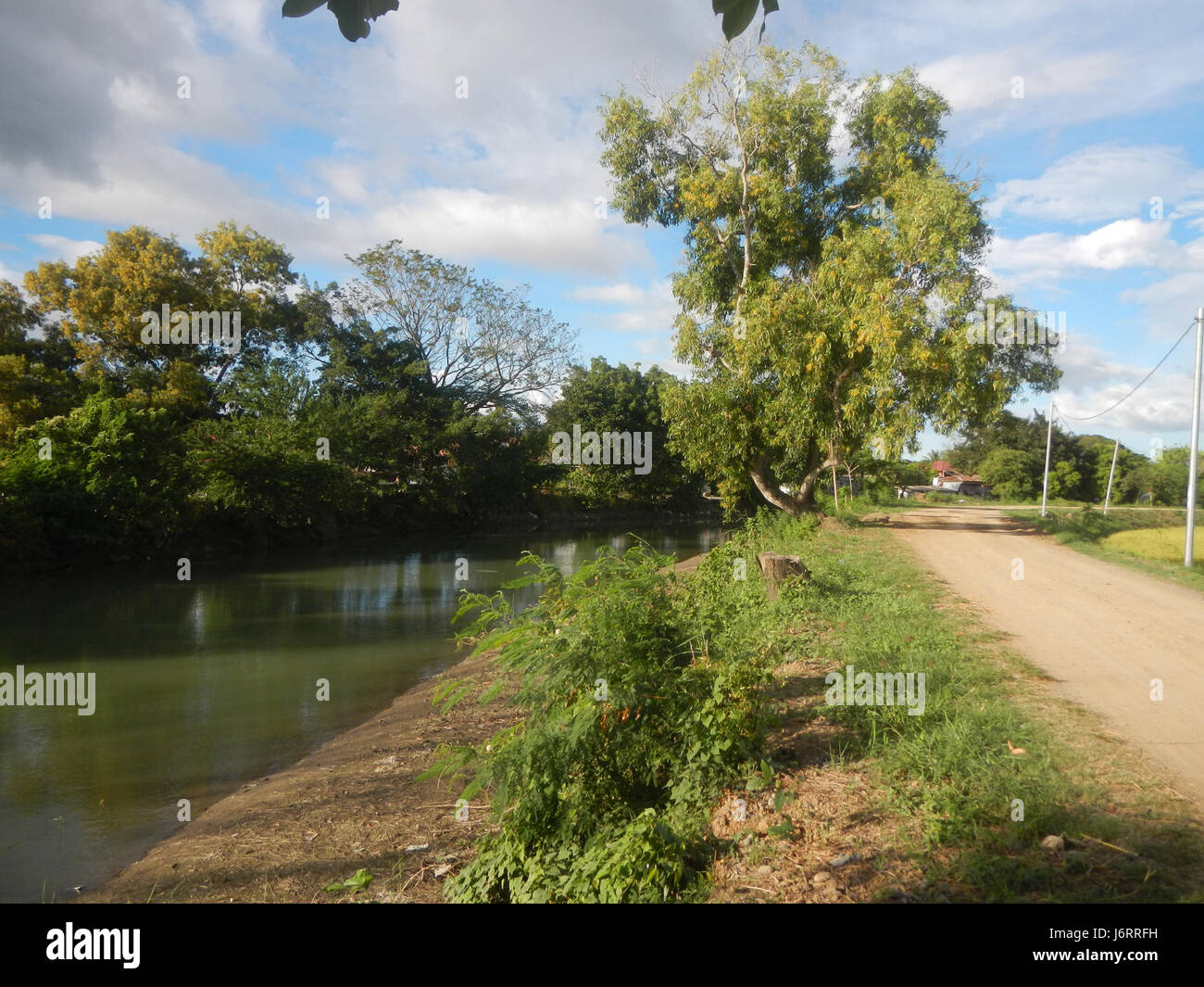 This image depicts paddy fields and trees along the irrigation system ...