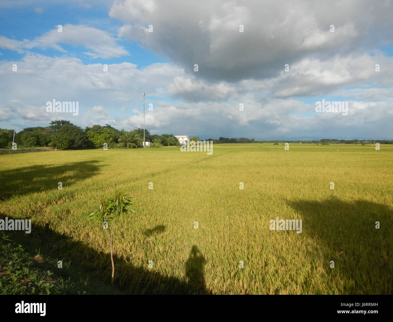 09091 Paddy fields trees irrigation Farm to Market Road Talampas Bustos ...
