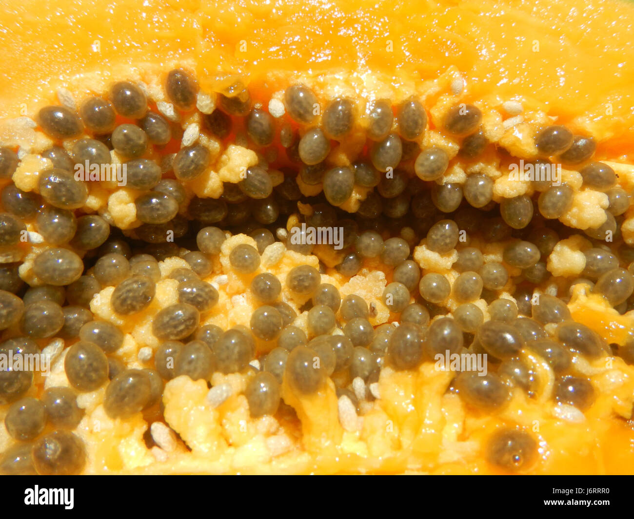 'Fruits of the Philippines 43' is a publication or collection that ...