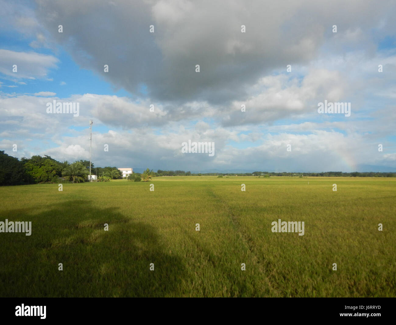 The image shows the paddy fields and trees along Farm to Market Road in ...