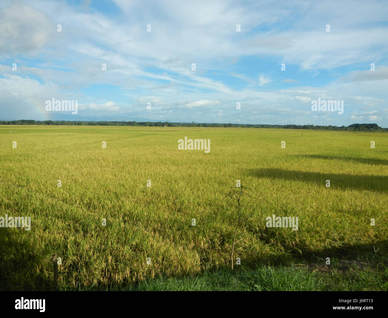 This image showcases the paddy fields and irrigation systems along the ...