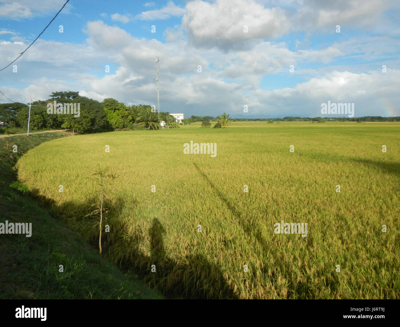 09146 Paddy fields trees irrigation Farm to Market Road Talampas Bustos ...