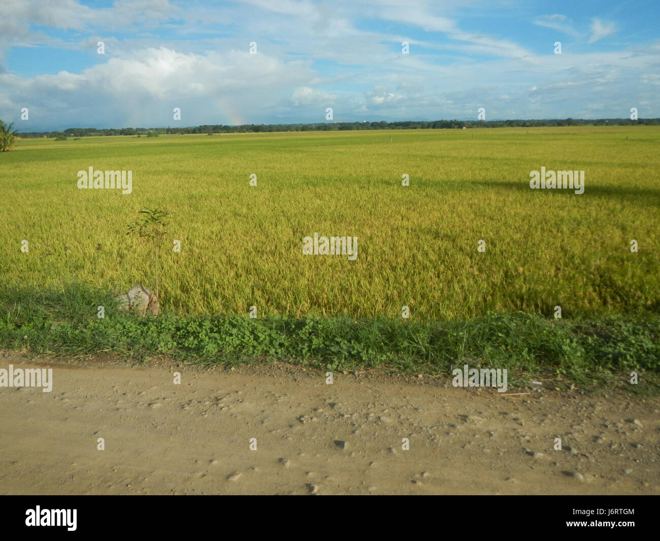 This image depicts the lush green paddy fields of Talampas in Bustos ...