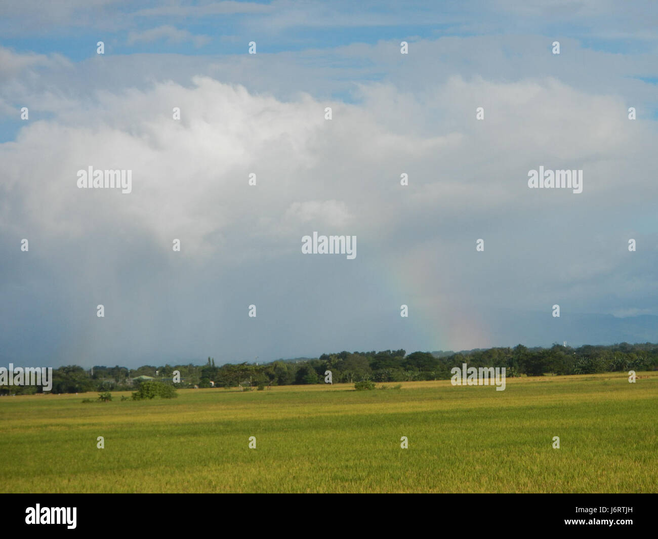 This image depicts the agricultural landscape of Talampas, Bustos ...