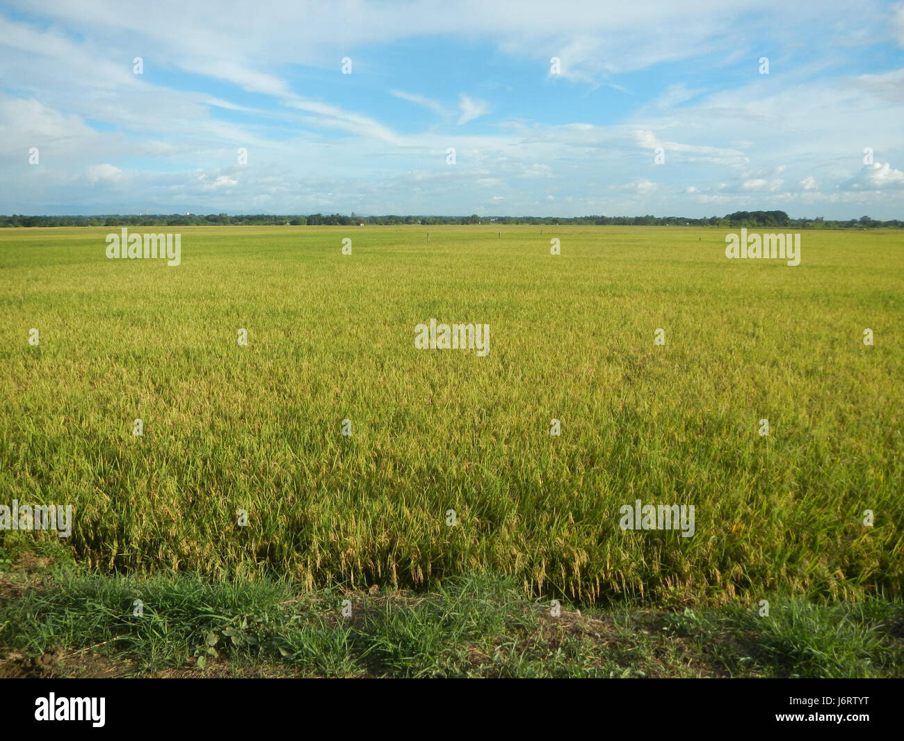 This title references agricultural lands in Talampas, Bustos, Bulacan ...