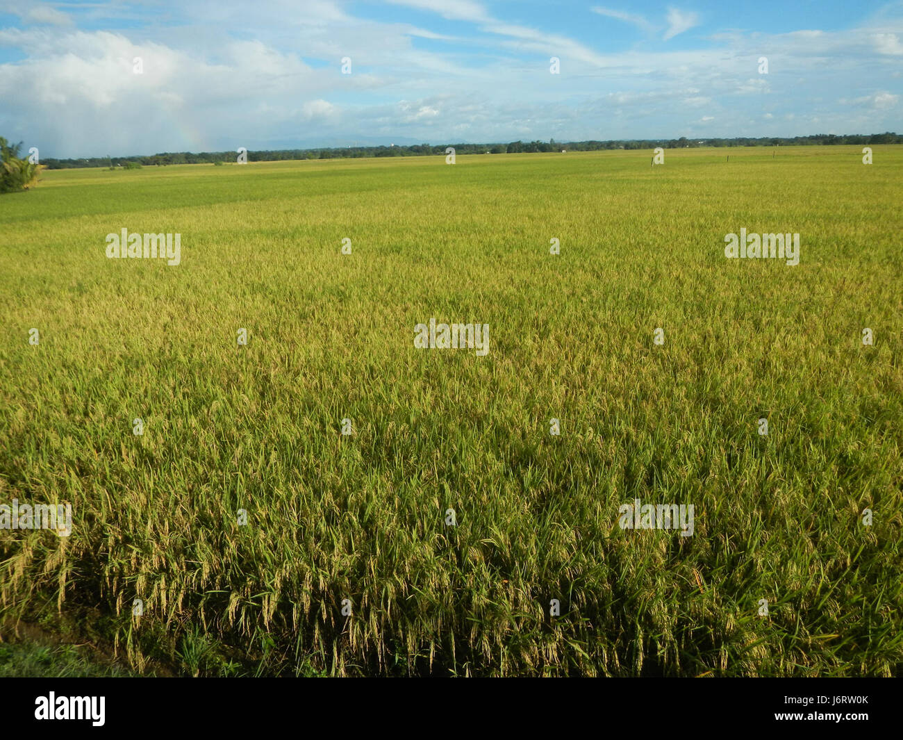 This image shows the paddy fields, trees, and irrigation canals along ...