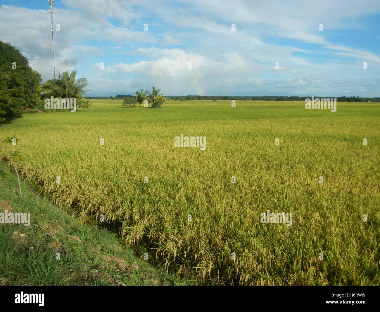 The scene captures the rural agricultural landscape of Talampas and ...