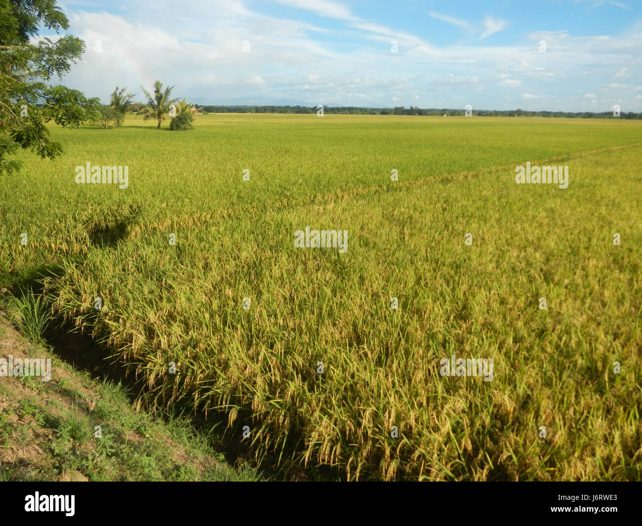 Paddy fields, trees, and irrigation canals are common agricultural ...