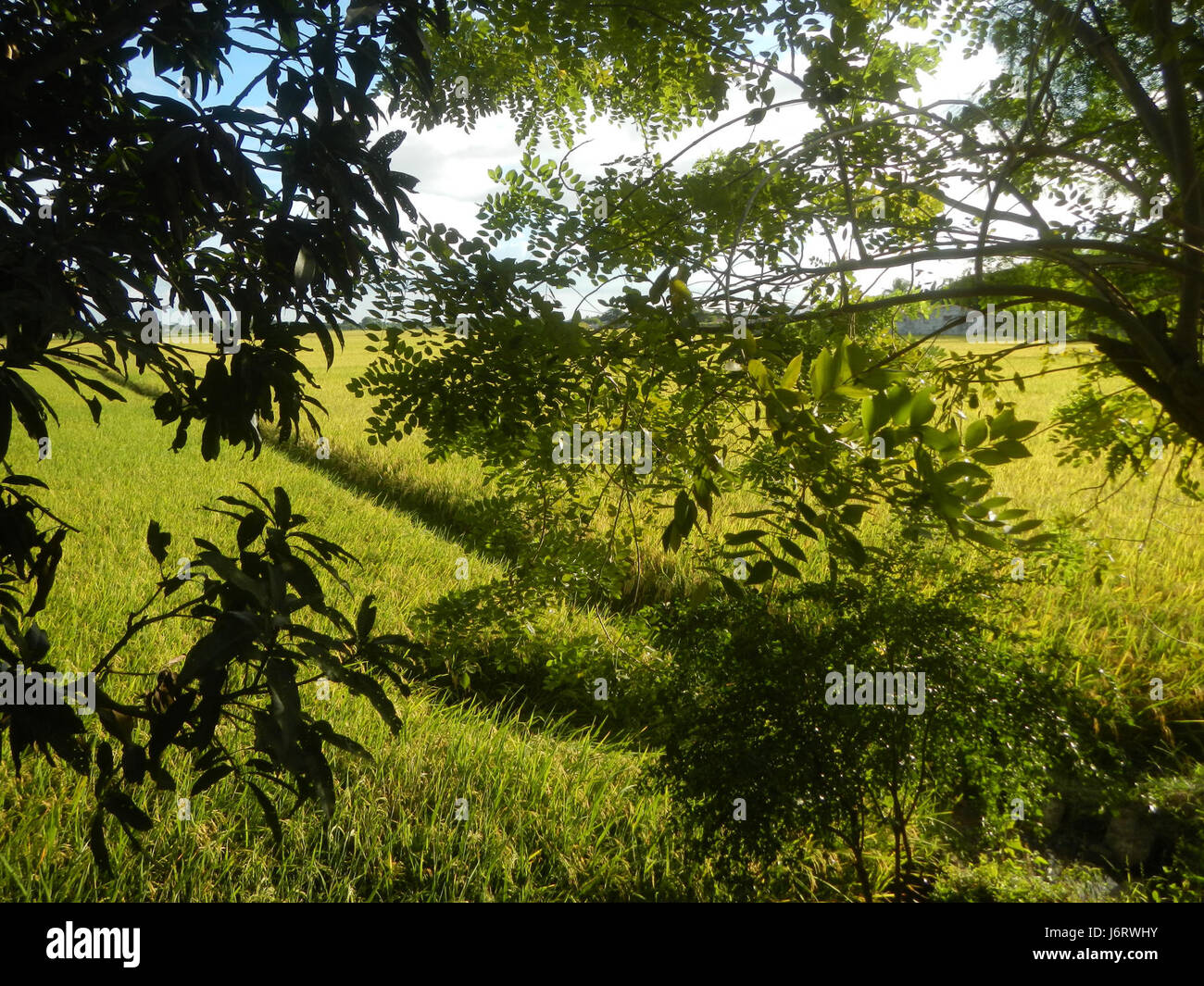 This image depicts the rural landscape of Talampas in Bustos, Bulacan ...