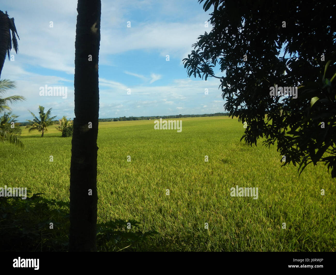 This refers to agricultural land in Bustos, Bulacan, featuring paddy ...