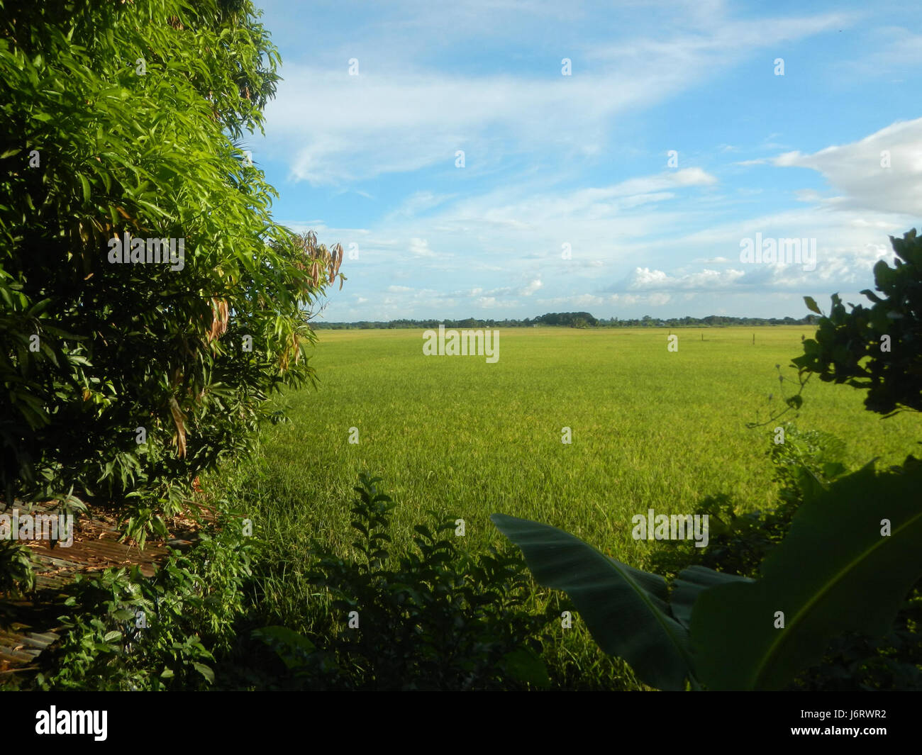 The area in Talampas, Bustos, Bulacan, features extensive paddy fields ...