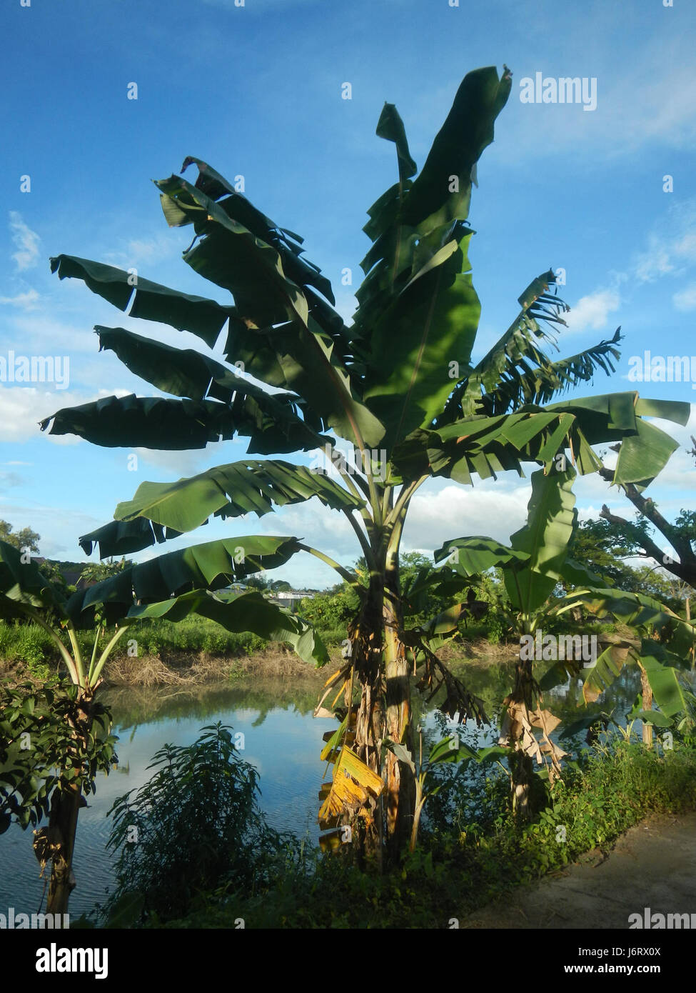 This photograph or map features the paddy fields, trees, and irrigation ...