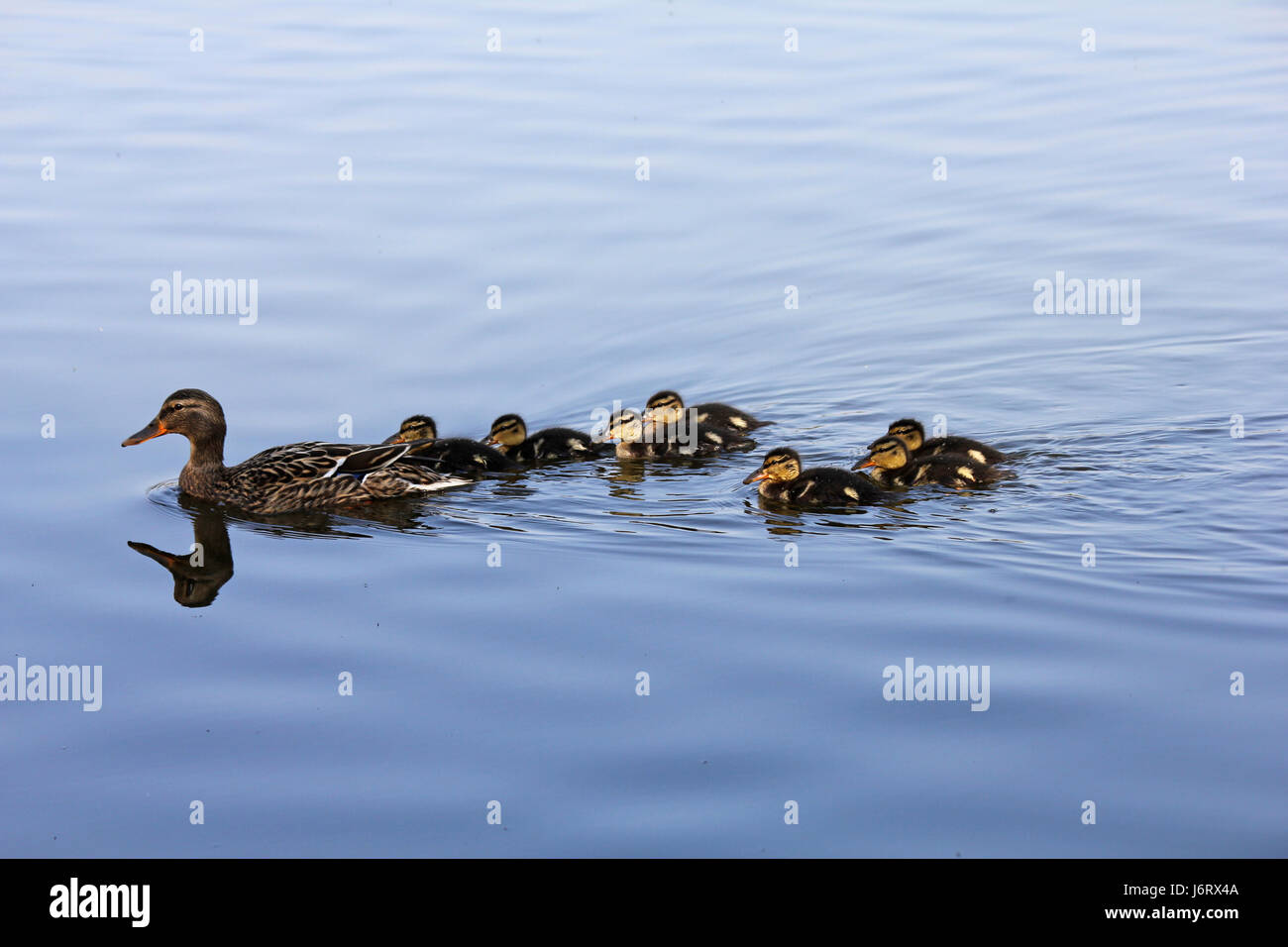 Seven ducklings hi-res stock photography and images - Alamy