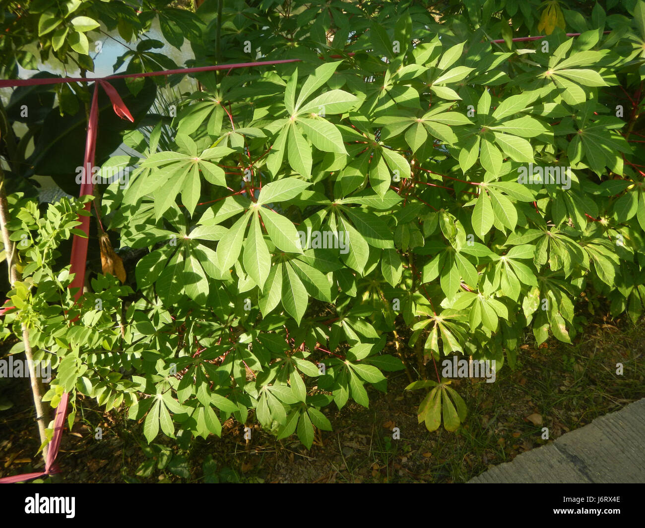 Manhilot esculenta, also known as the edible yam, is cultivated in ...
