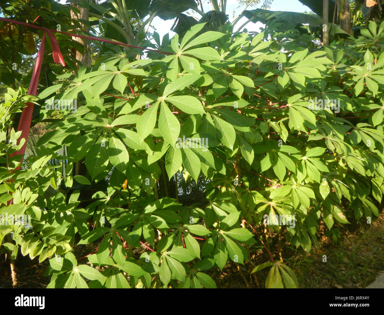 Swamp taro hi-res stock photography and images - Alamy