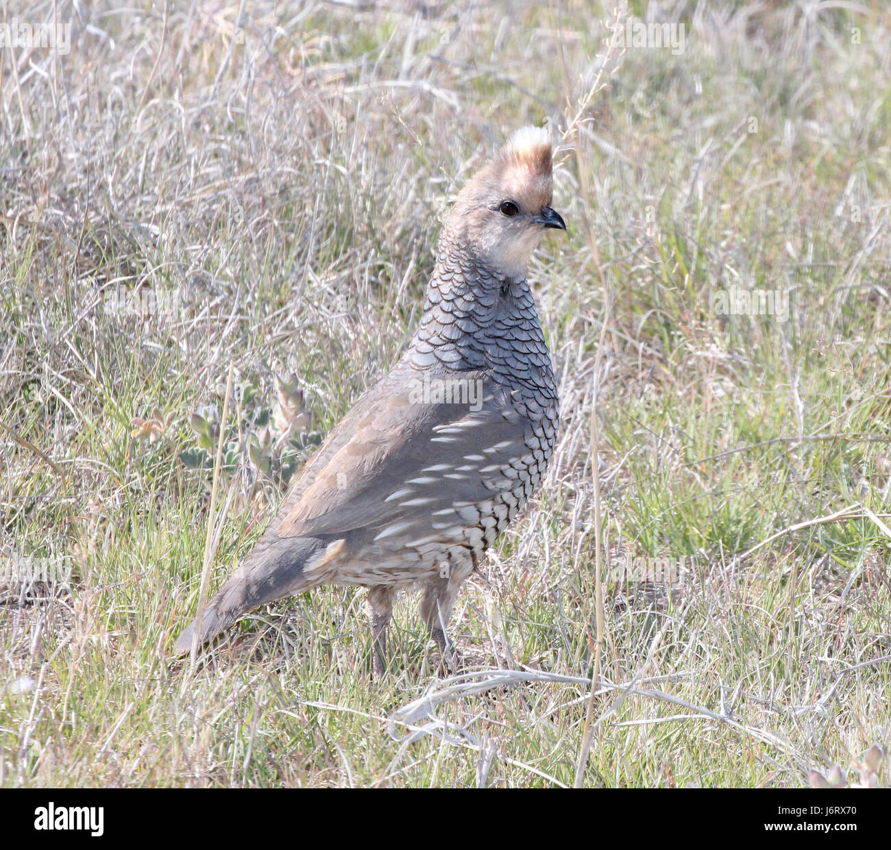 Scaled map hi-res stock photography and images - Alamy