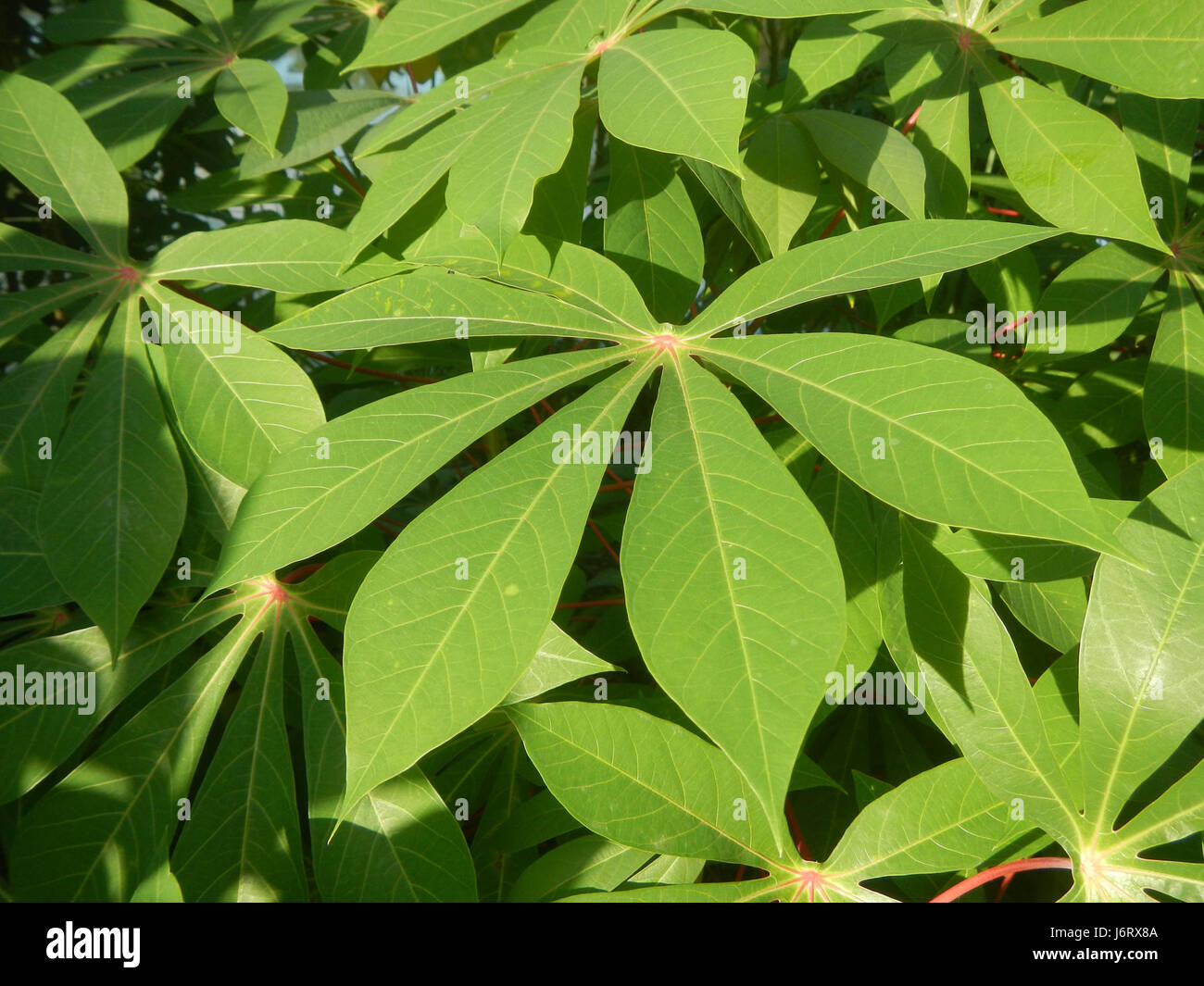 This image shows the cultivation of Manhilot esculenta, a type of ...