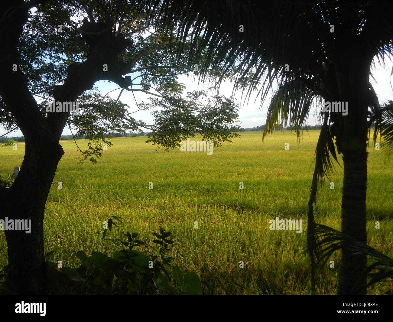 This image from Bustos, Bulacan, depicts paddy fields, trees, and ...