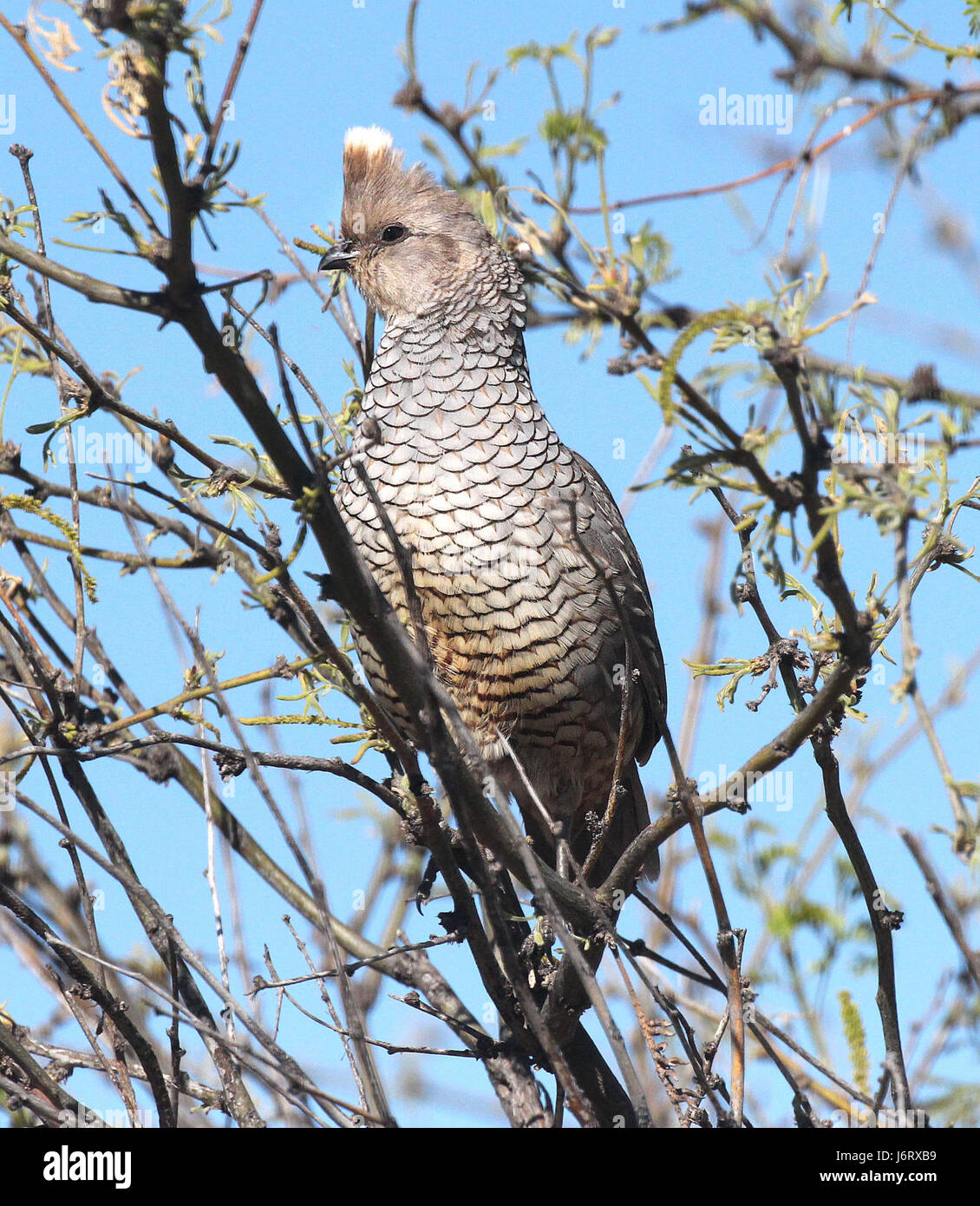 Scaled map hi-res stock photography and images - Alamy
