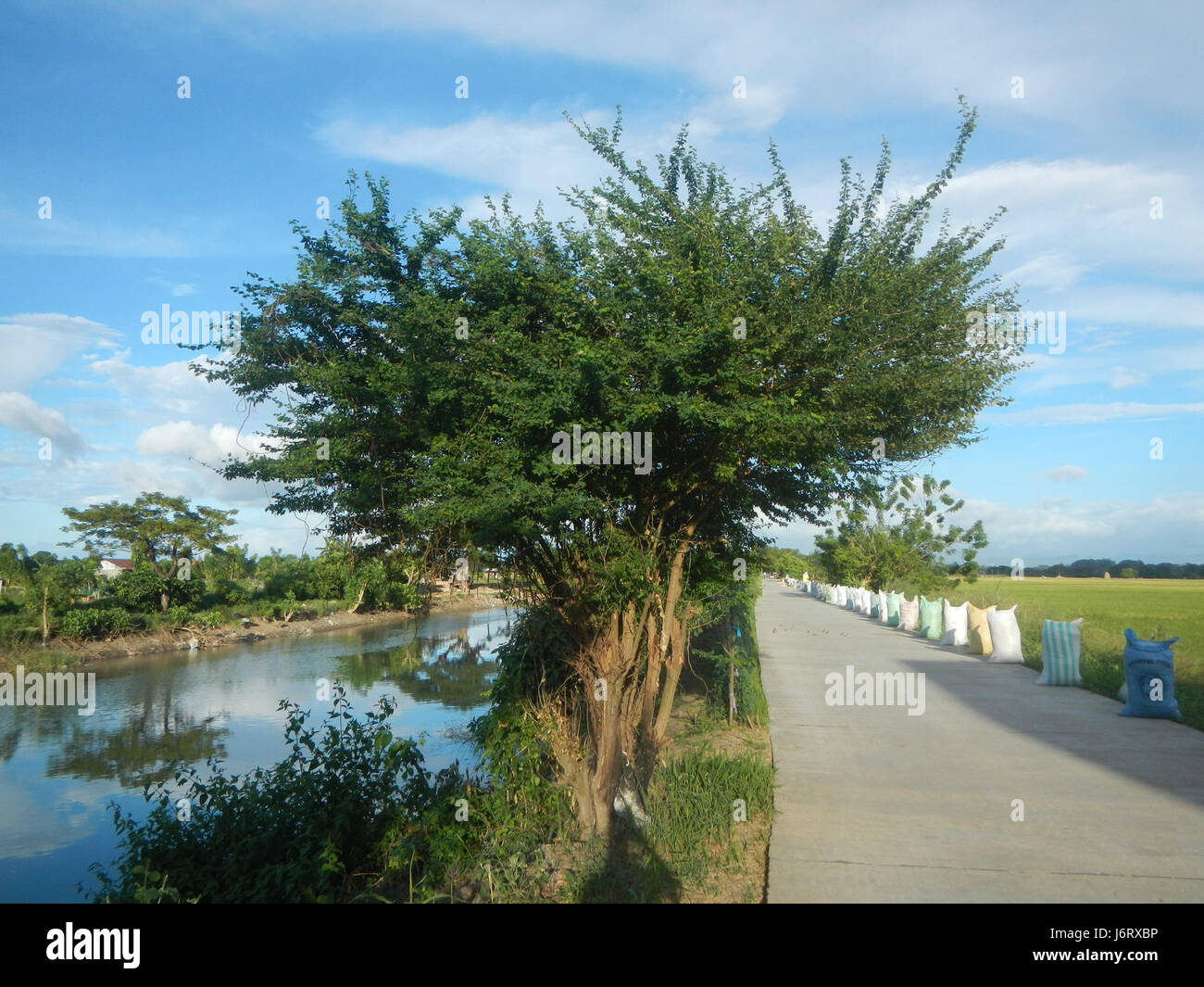 09277 Paddy fields trees irrigation canals Farm to Market Road Talampas ...
