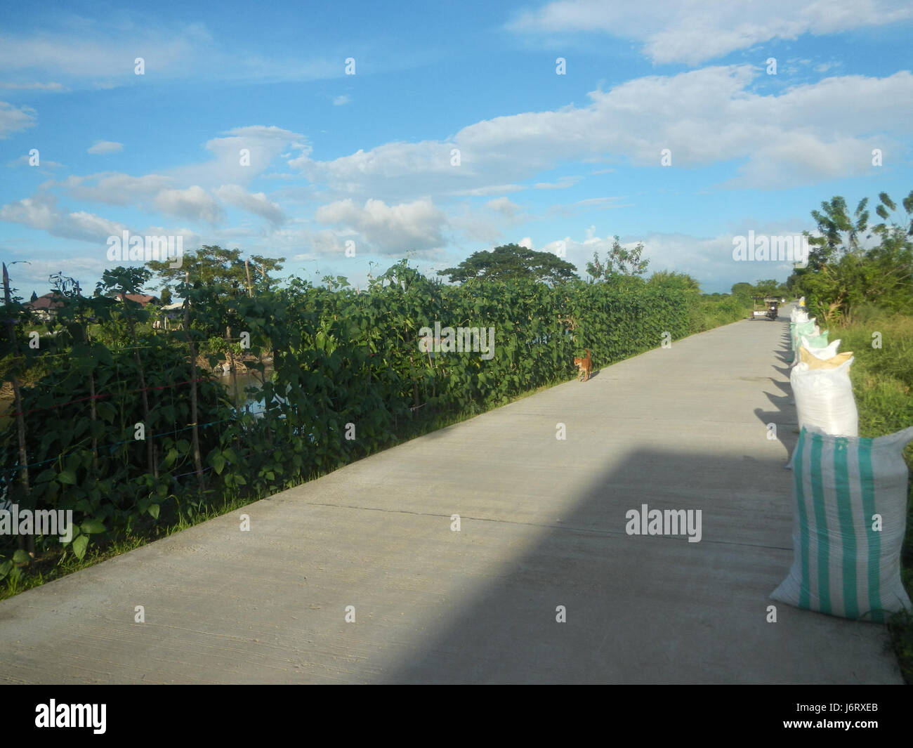 Lush green landscape featuring rice hi-res stock photography and images ...