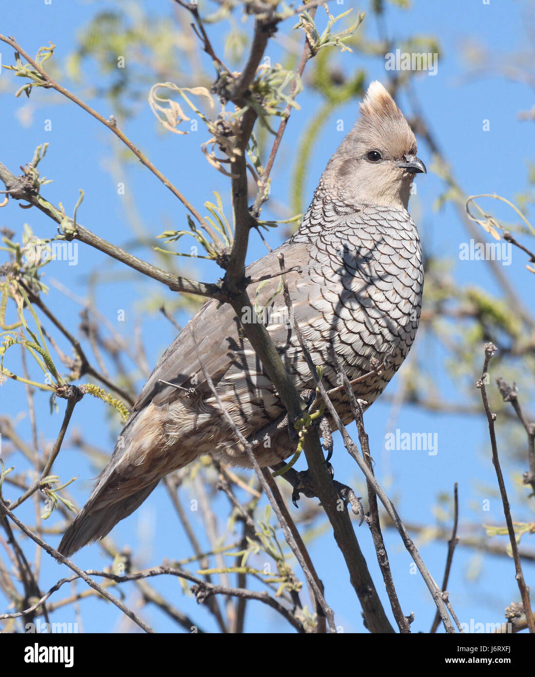 Scaled map hi-res stock photography and images - Alamy