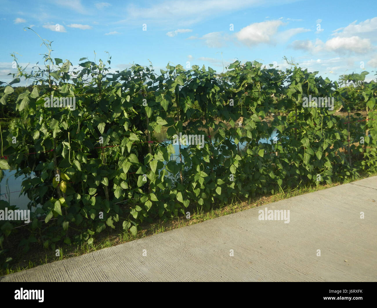 The farm-to-market road in Talampas, Bustos, Bulacan, passes through ...