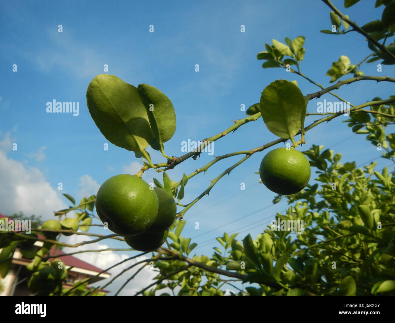 Dayap, Philippines is a rural location known for its scenic landscapes and agricultural ...