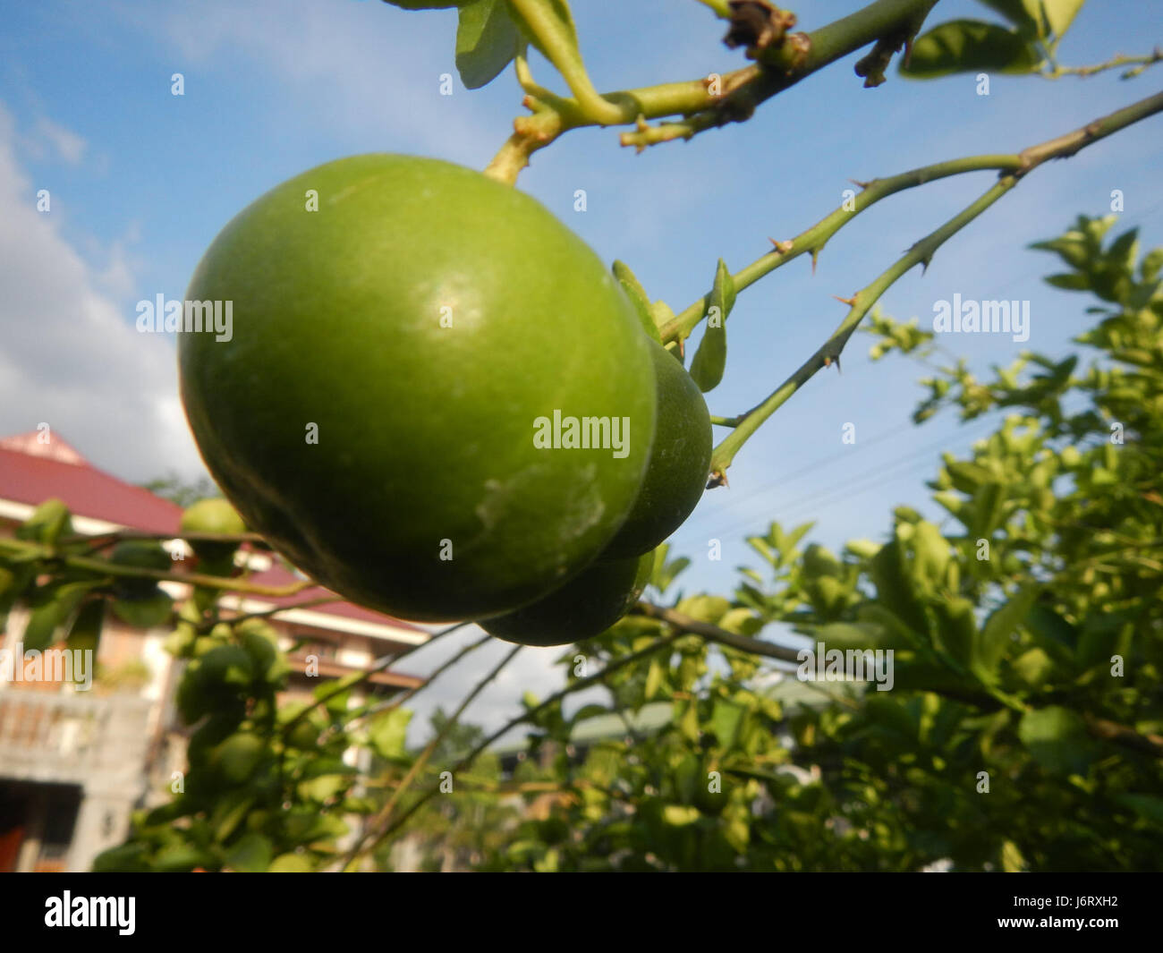 Dayap is a barangay located in the Philippines, known for its rural ...