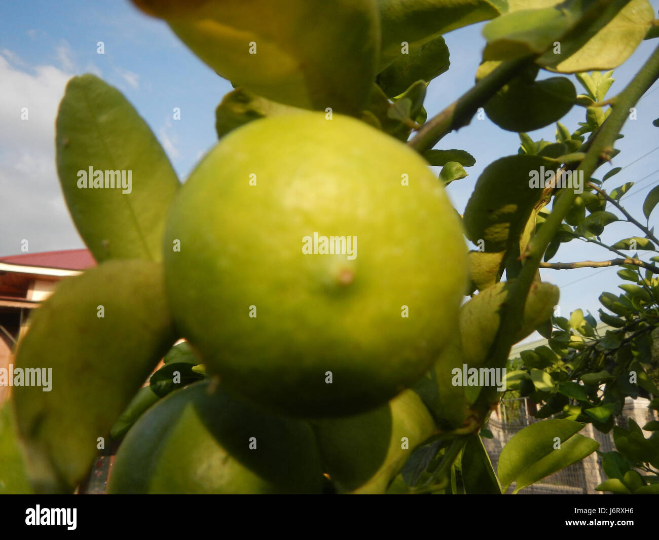 08133 Dayap Philippines 08 Stock Photo - Alamy