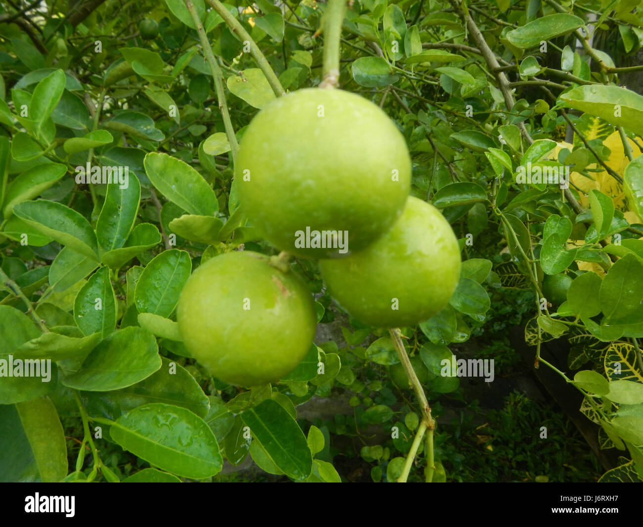 08133 Dayap Philippines 09 Stock Photo - Alamy