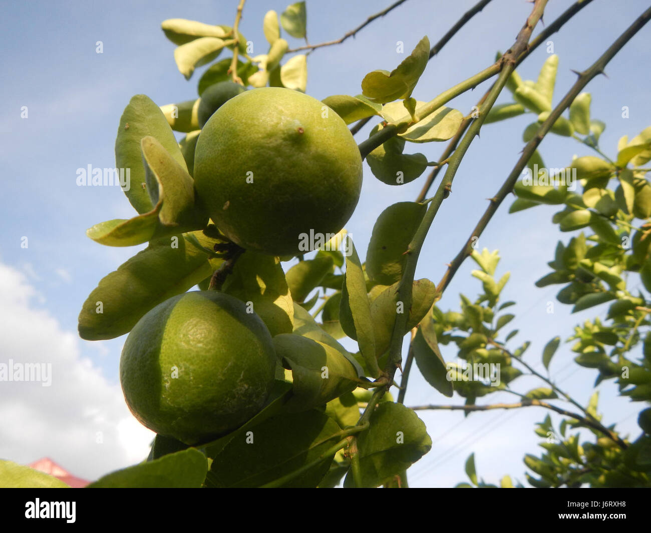 08133 Dayap Philippines 10 Stock Photo - Alamy